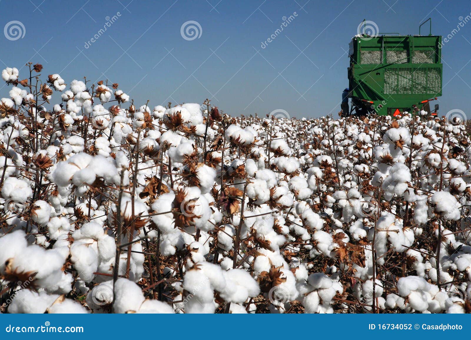 Cotton fields stock photo. Image of fluffy, field, farming - 16734052