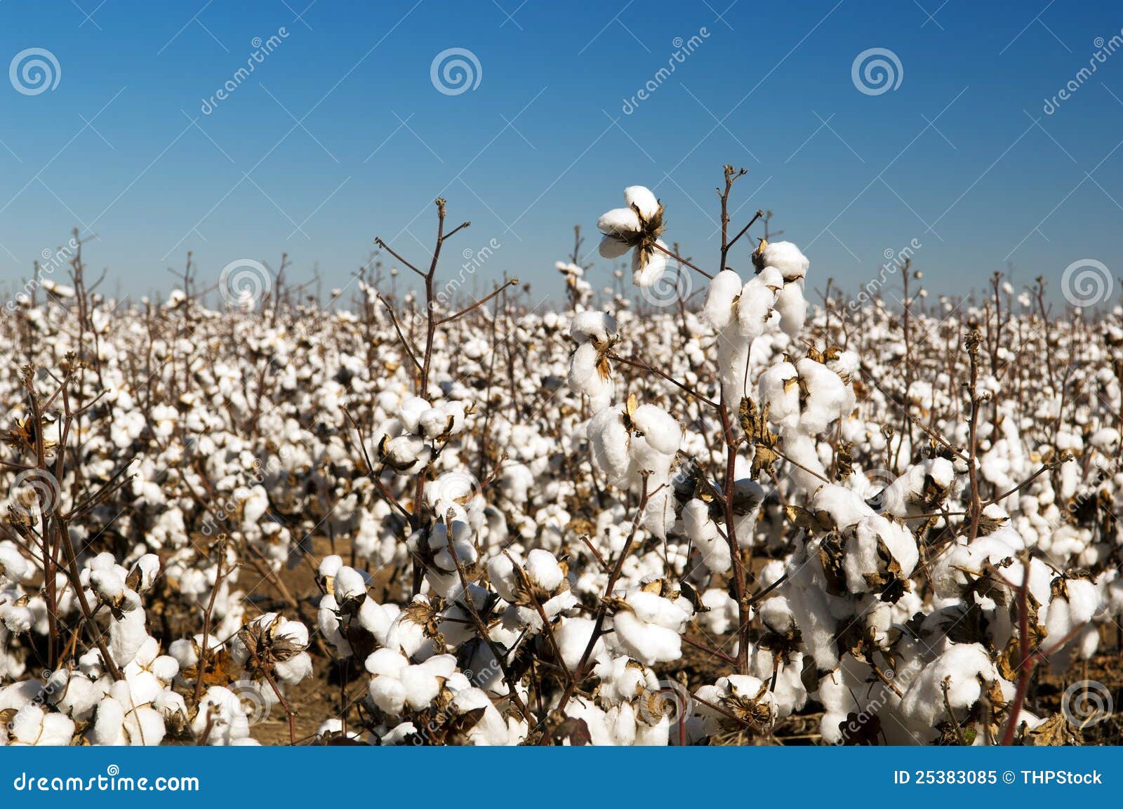 Cotton Fields stock image. Image of material, australia - 25383085