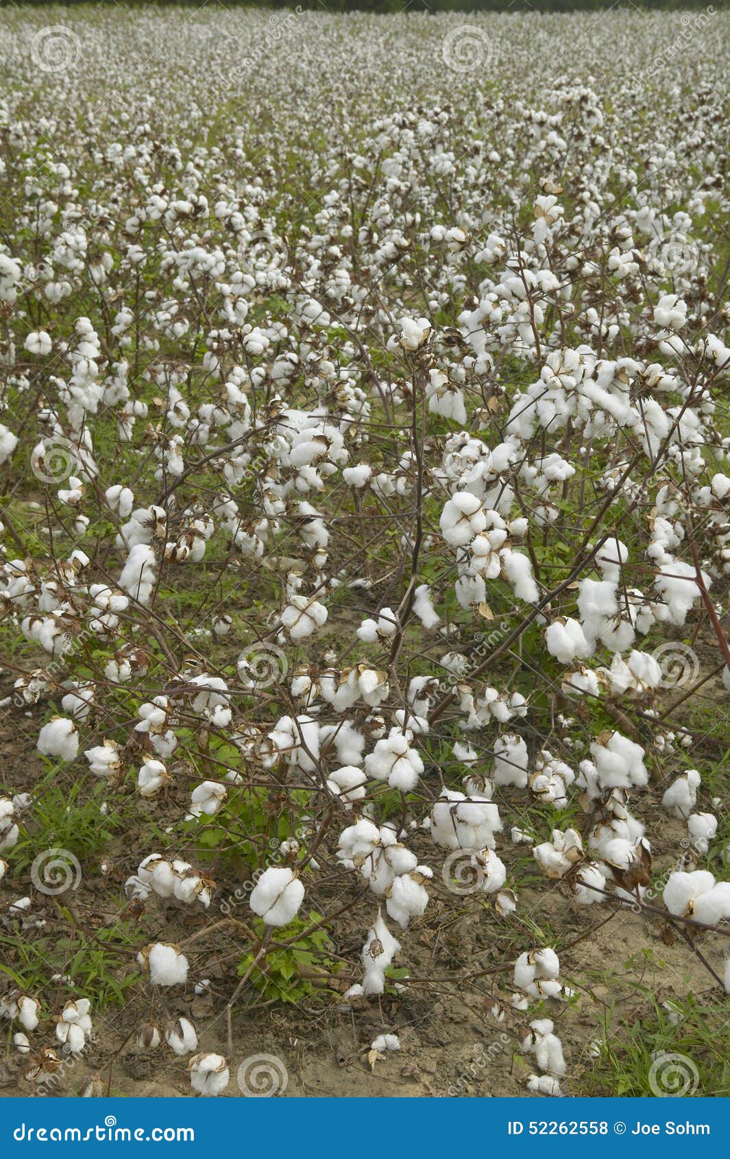 Cotton fields stock photo. Image of cultivated, white - 52262558