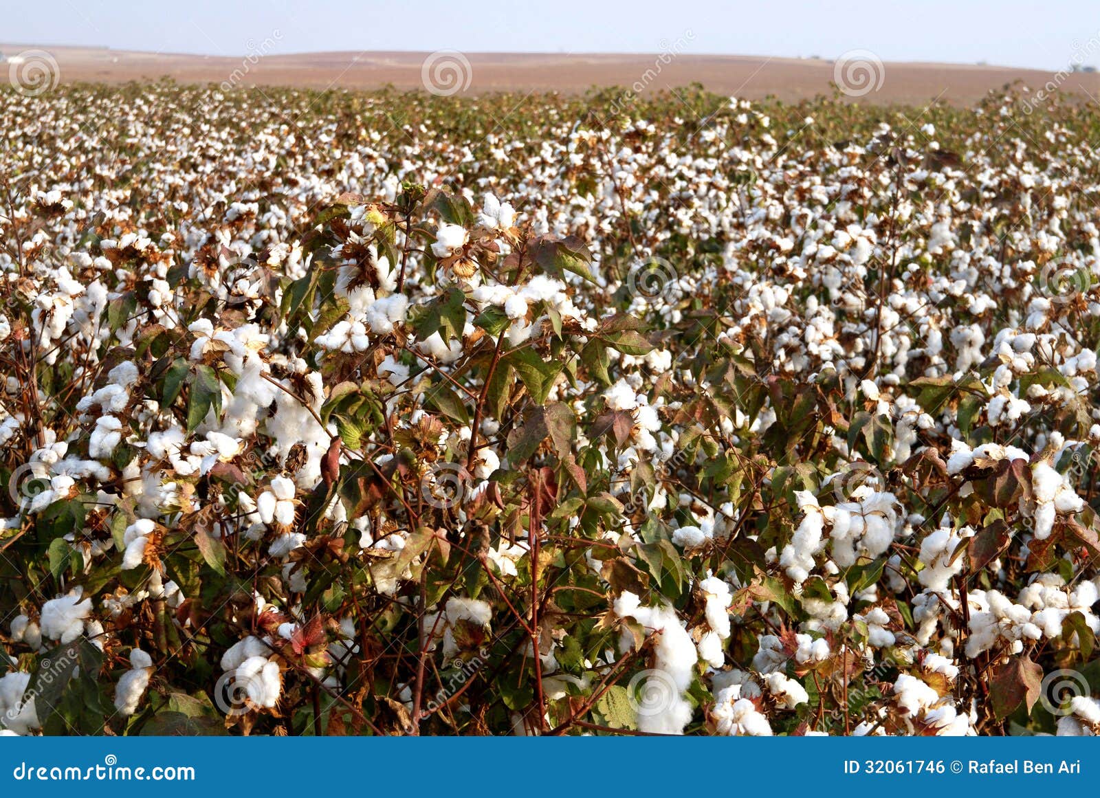 Cotton Fields stock photo. Image of crop, flower, fields - 32061746