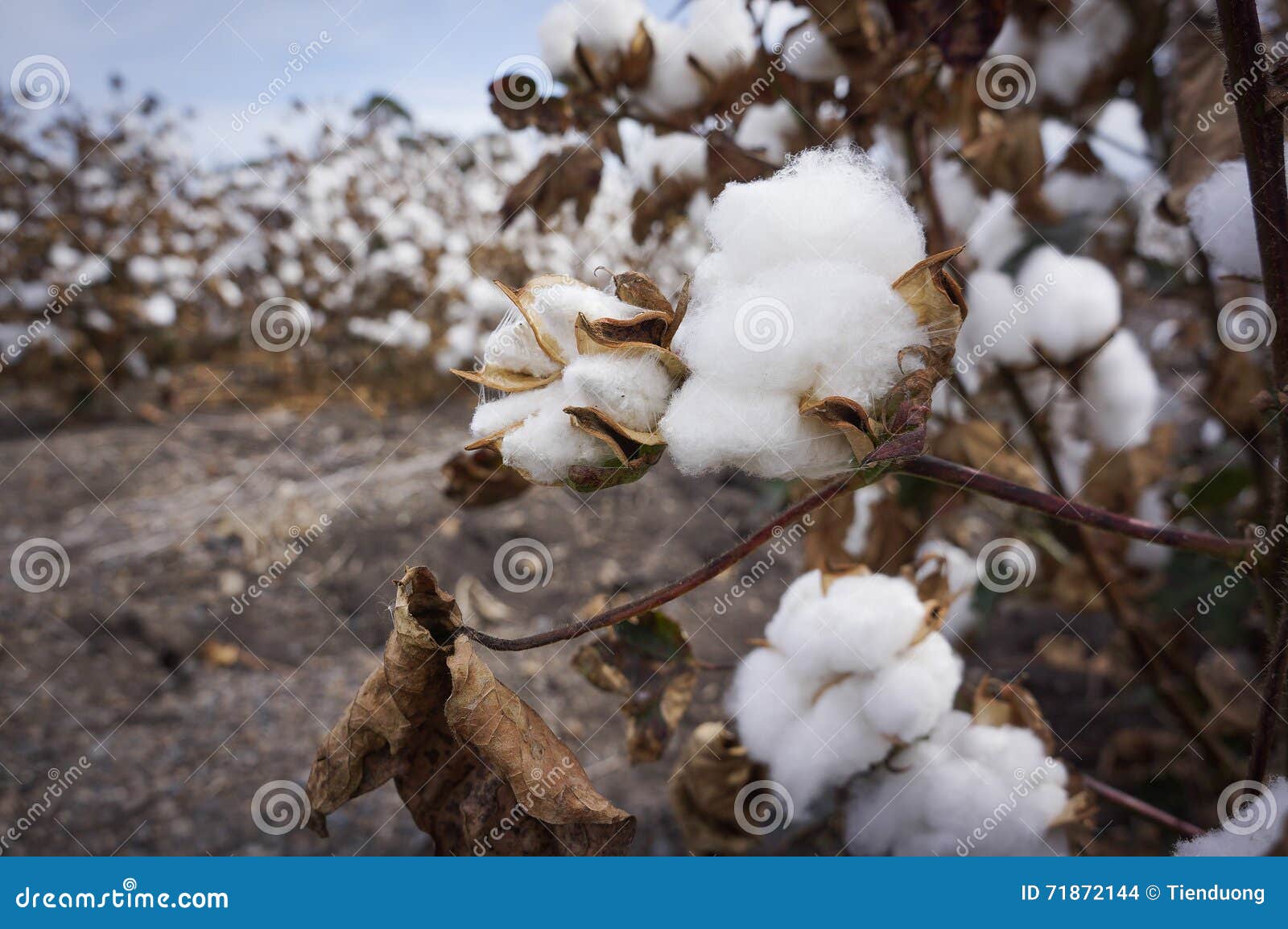 Cotton Fields Ready for Harvesting in Australia Stock Photo - Image of ...