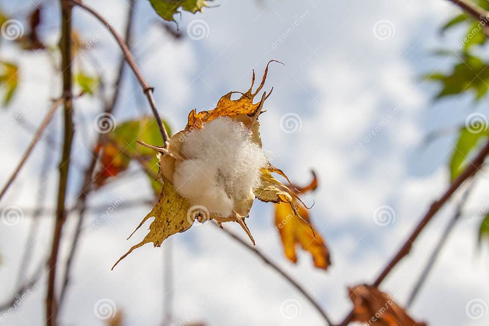 A Cotton Flake on the Tree. Stock Image - Image of clothes, farming ...