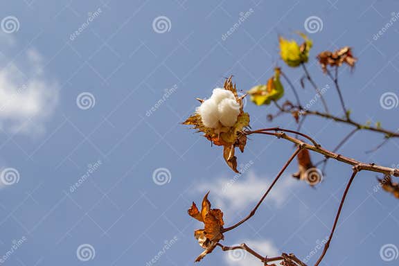 A Cotton Flake on the Tree. Stock Photo - Image of fashion ...