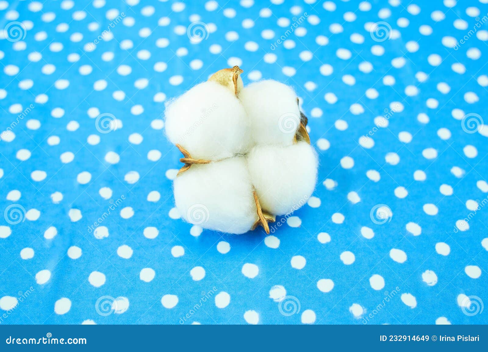 Cotton Flower on Blue Texture Background. Stock Image - Image of cloth ...