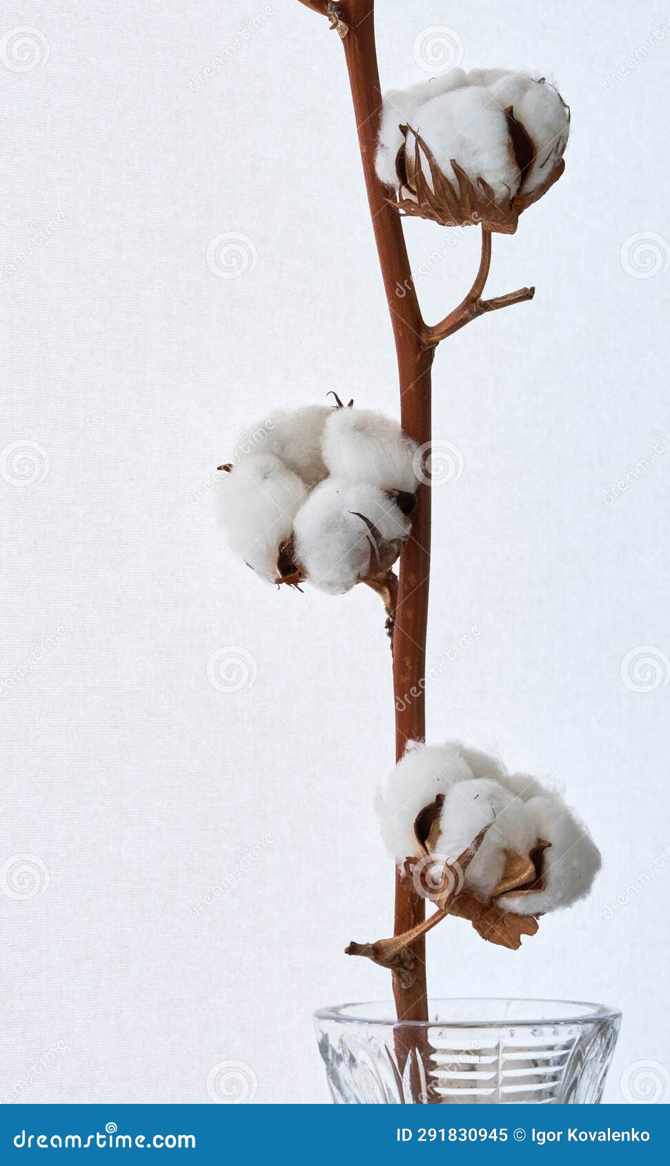 Cotton Flower Growing on a White Background Stock Image - Image of wing ...