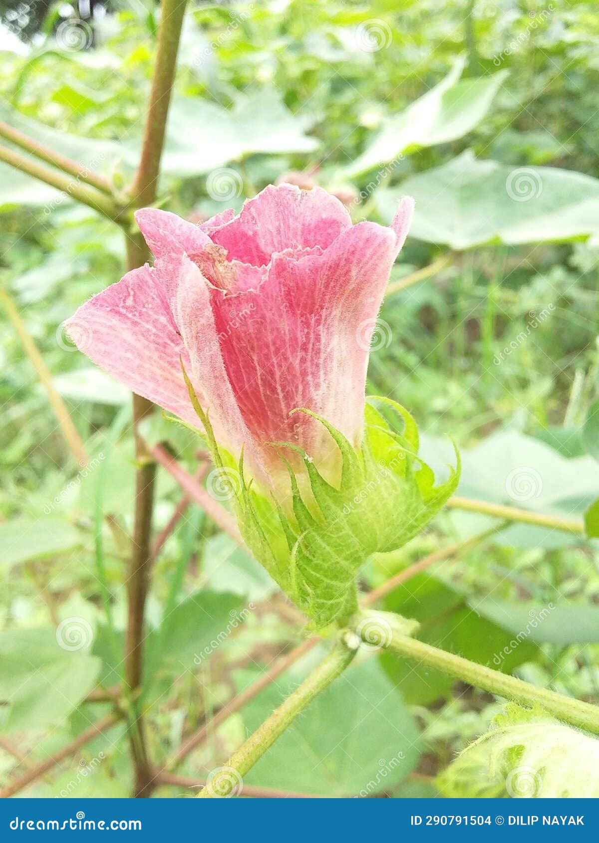 Cotton flower kapas stock photo. Image of kapas, kapa - 290791504