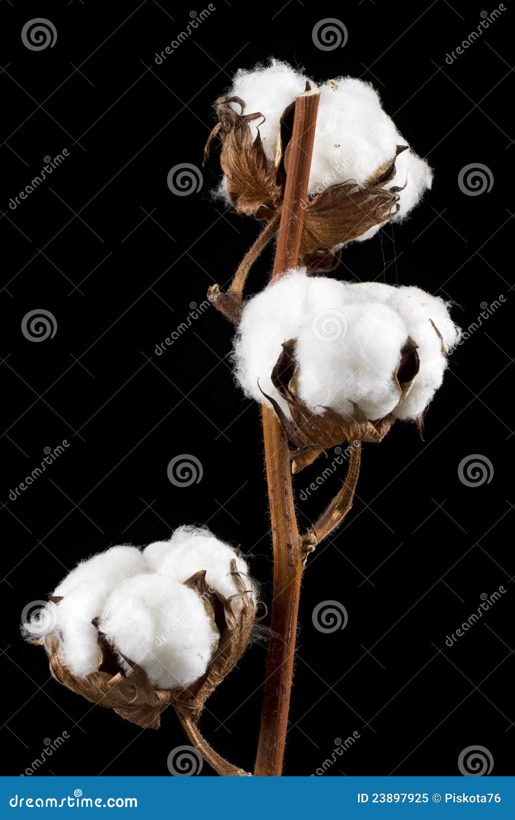 Cotton flowers. stock image. Image of ripe, farm, close - 23897925