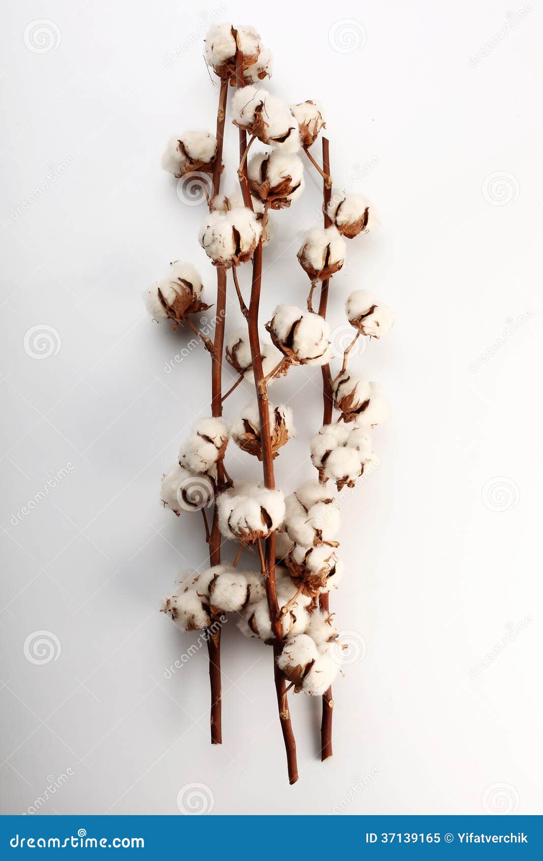 Cotton Flowers And Fresh Laundered Towels Against Blue Background ...