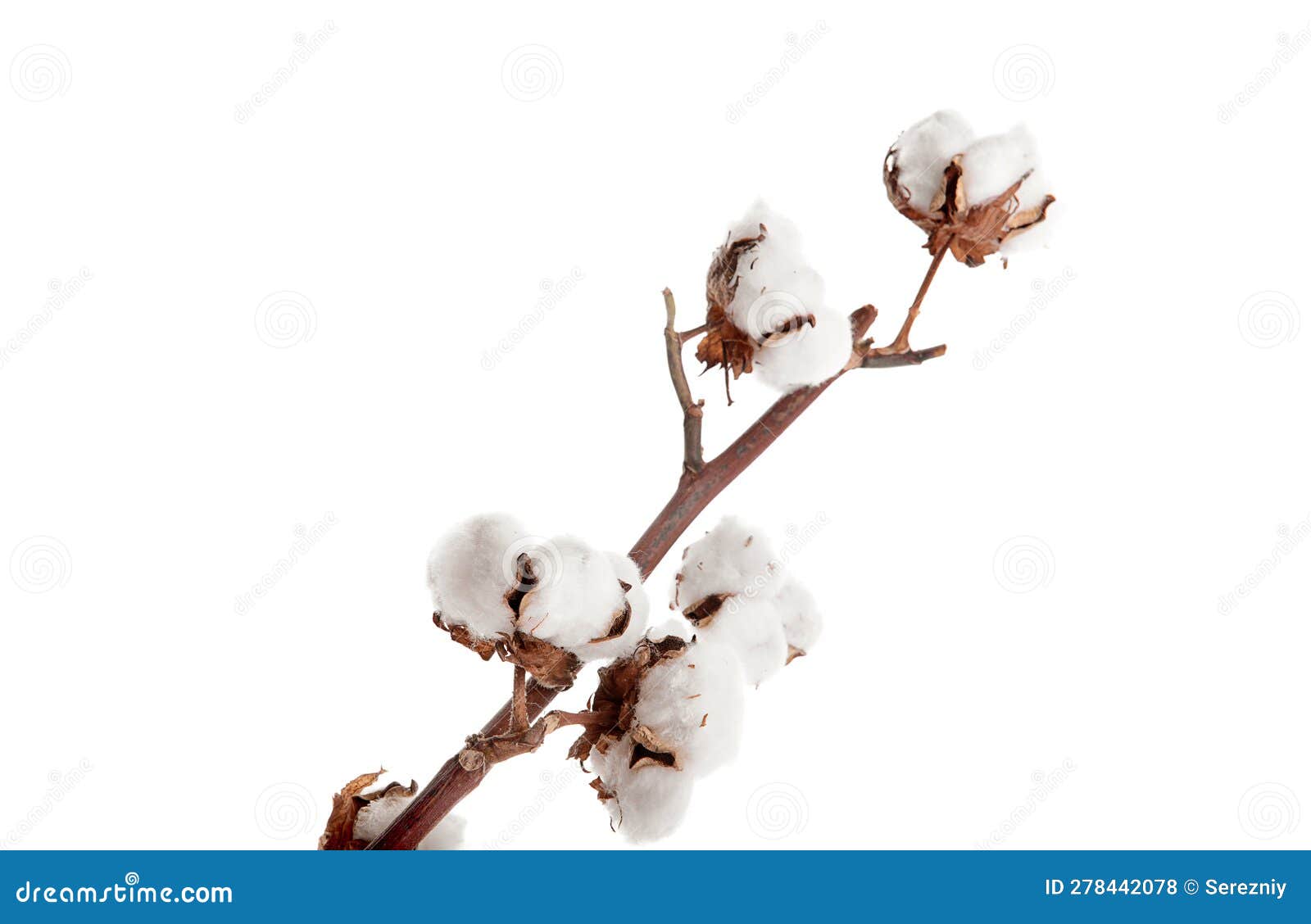 Cotton Flowers on White Background Stock Photo - Image of plant, ball ...