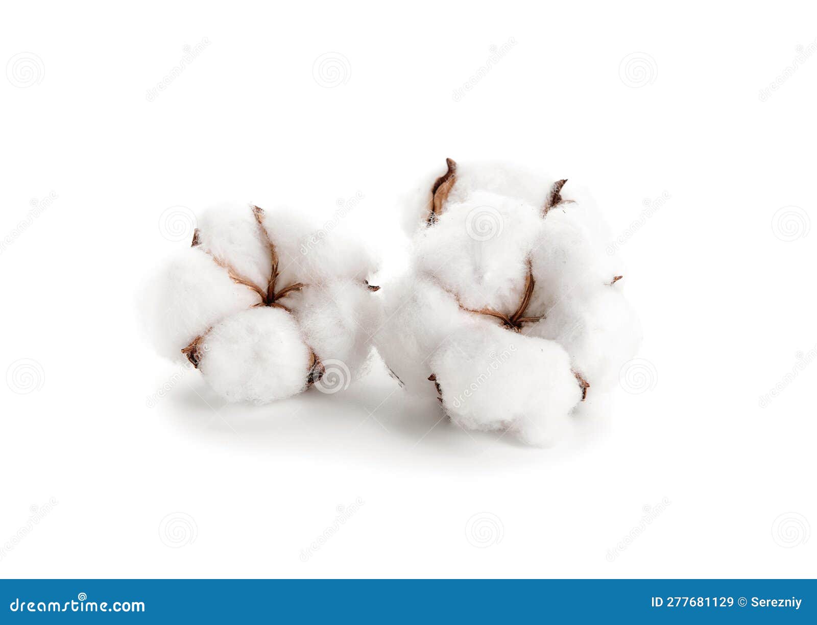 Cotton Flowers on White Background Stock Image - Image of isolated ...