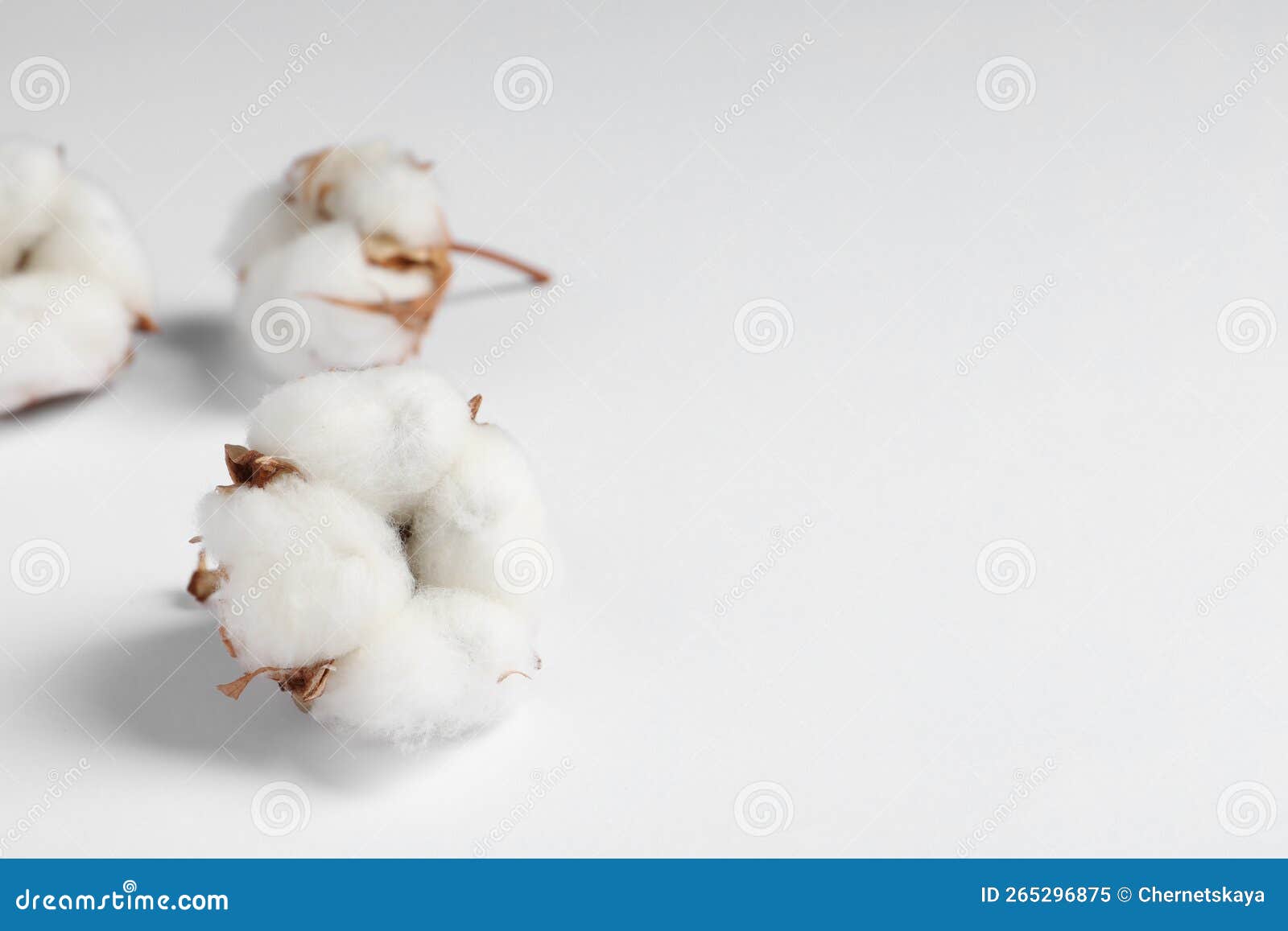 Cotton Flowers on White Fluffy Background, Closeup. Space for Text ...