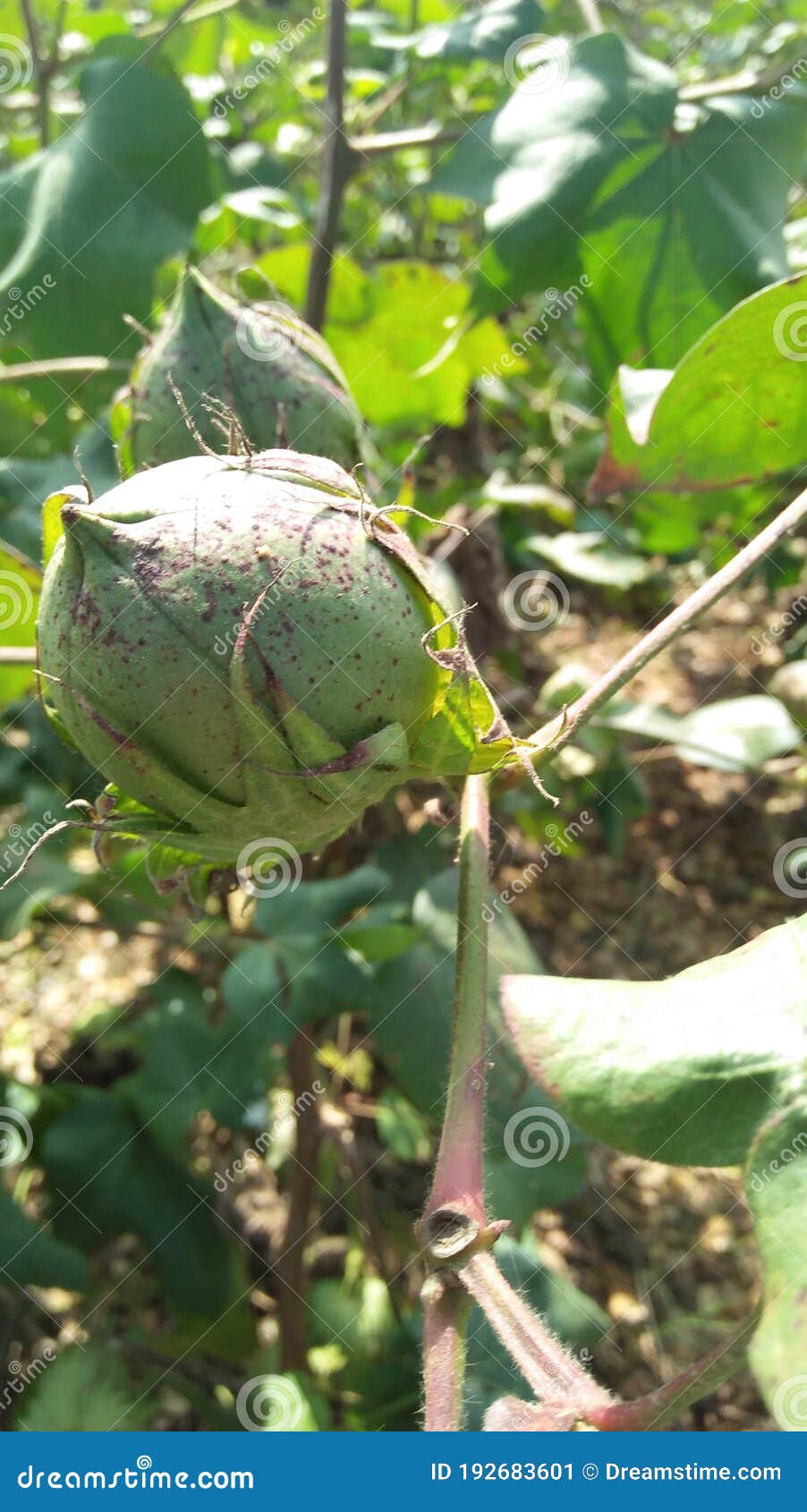 Cotton fruit photo stock image. Image of fruit, garden - 192683601