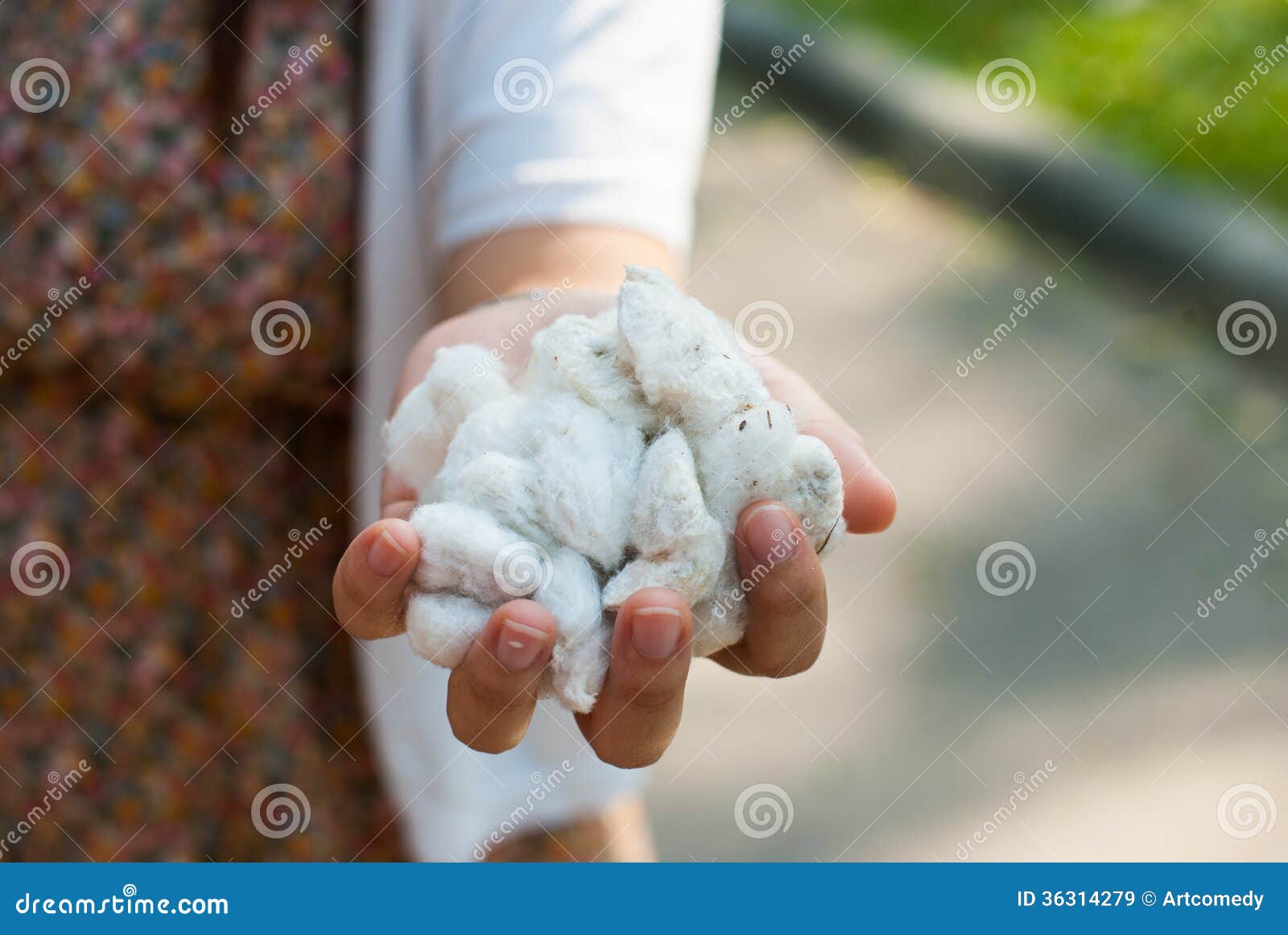 Cotton in the hands stock image. Image of luck, cotton - 36314279