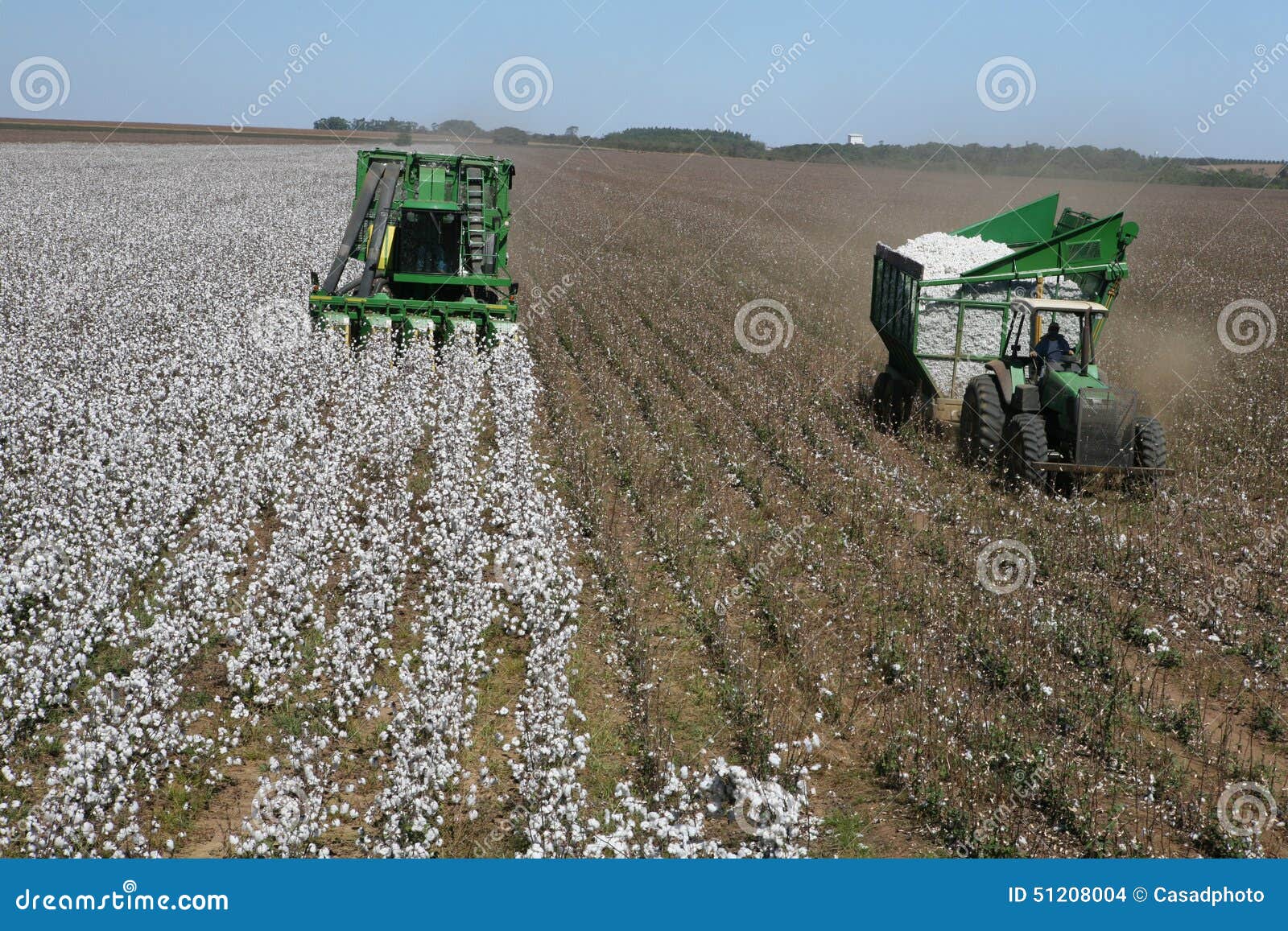 Cotton harvest editorial stock image. Image of fields - 51208004
