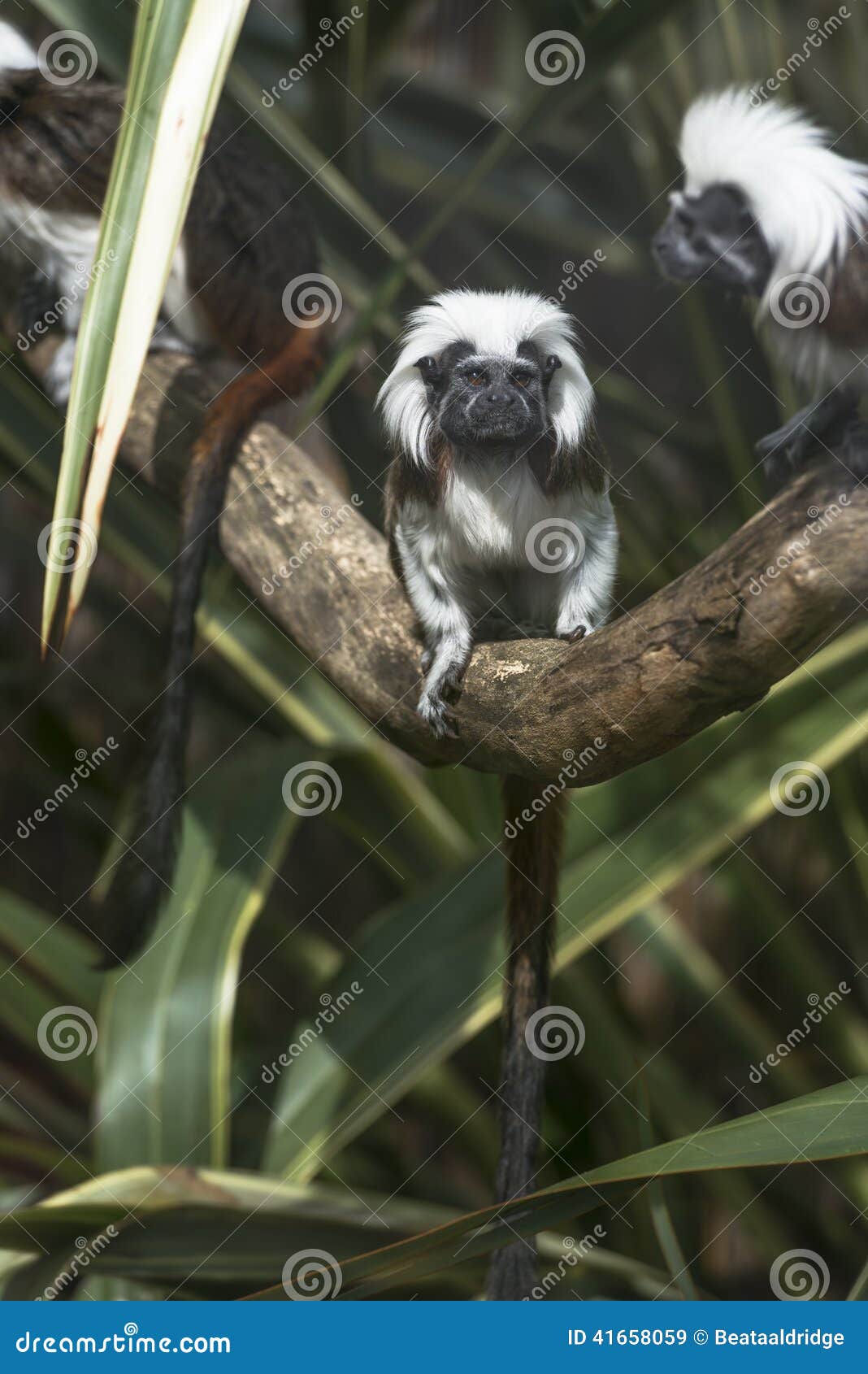 Cotton Headed Tamarin Monkey Walking Over A Branch A Rare And Critical ...