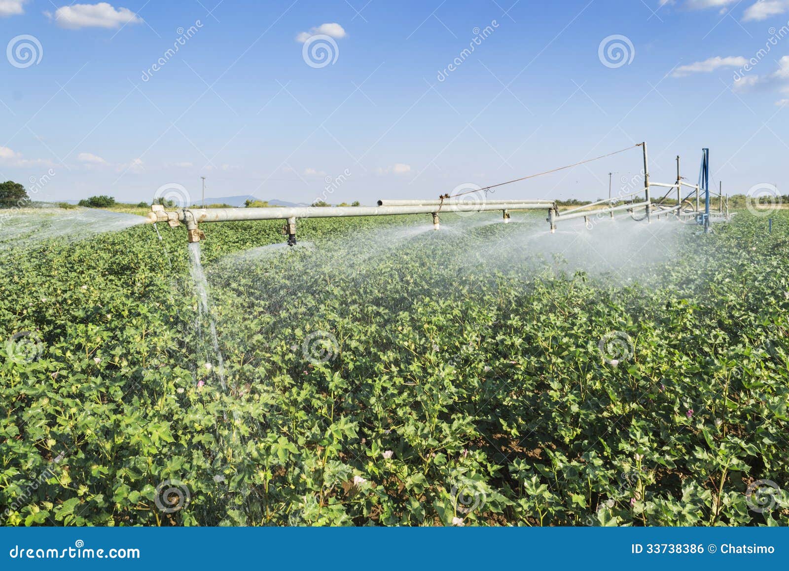 Cotton stock photo. Image of field, environment, soil - 33738386