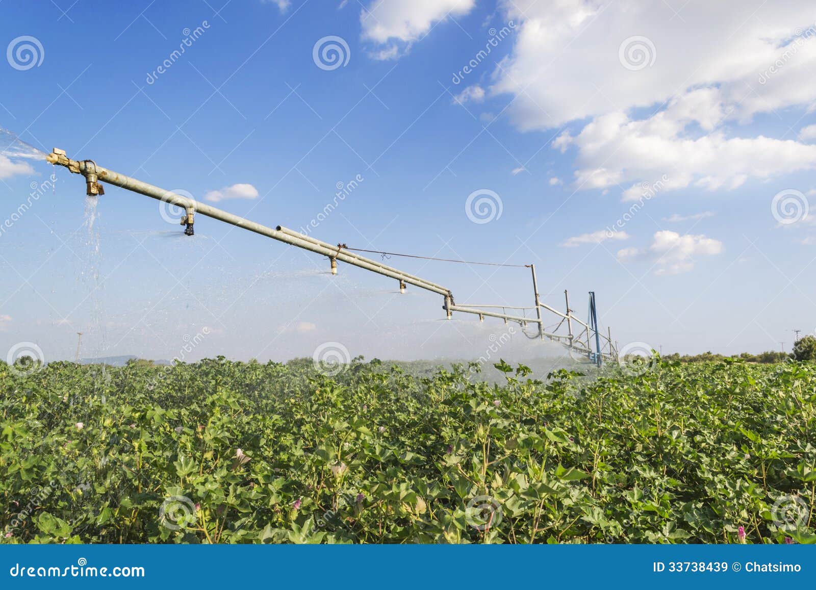 Cotton stock image. Image of land, irrigation, plant - 33738439