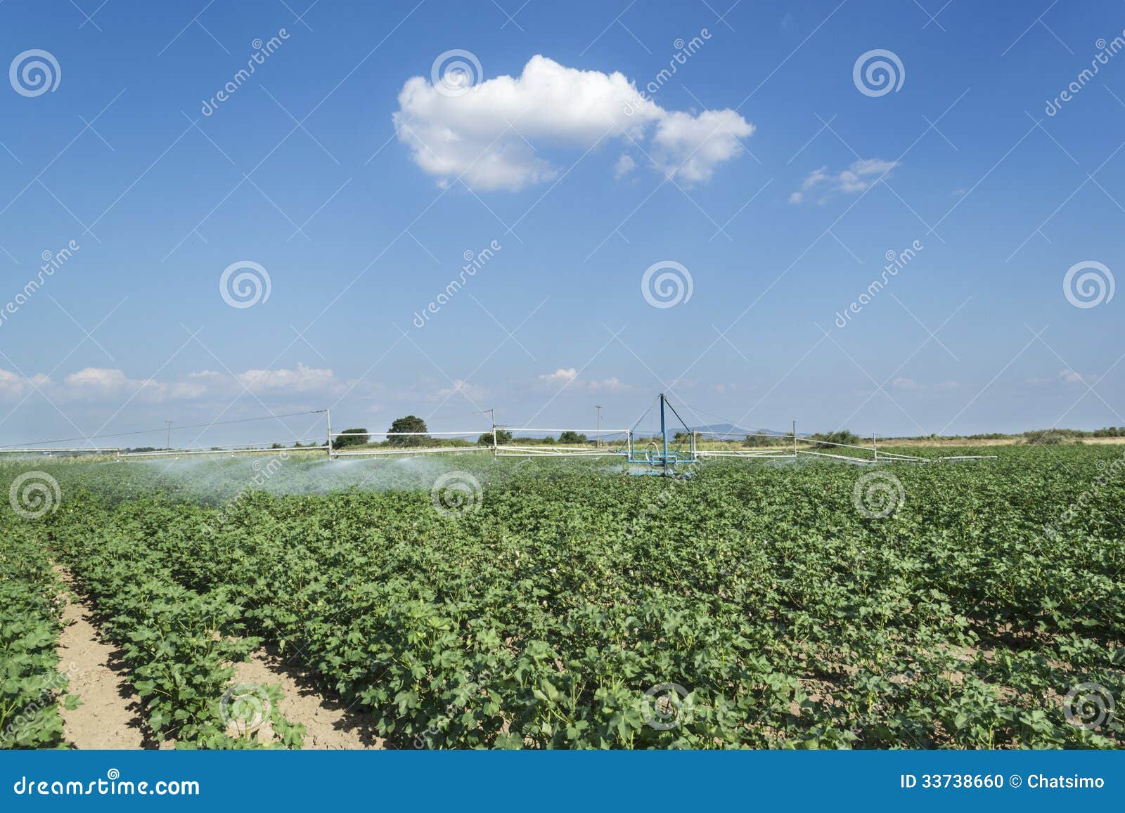 Cotton stock photo. Image of farm, irrigate, line, grow - 33738660
