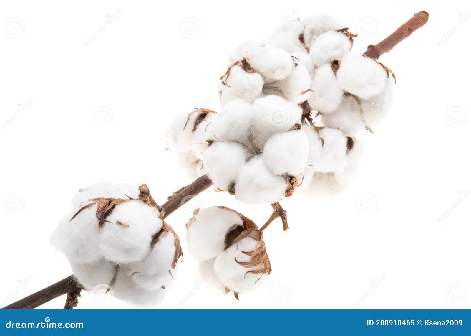 Cotton isolated stock image. Image of organic, white - 200910465