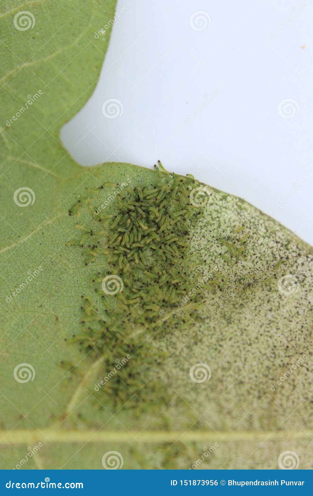 Cotton Leaf Infected with Insects Stock Photo - Image of beautiful ...