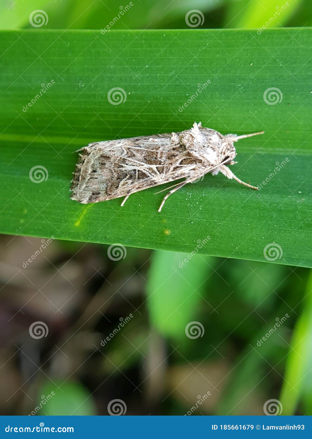 Cotton Leaf Worm Injure on Vegetable, Cabbage. Stock Image - Image of ...