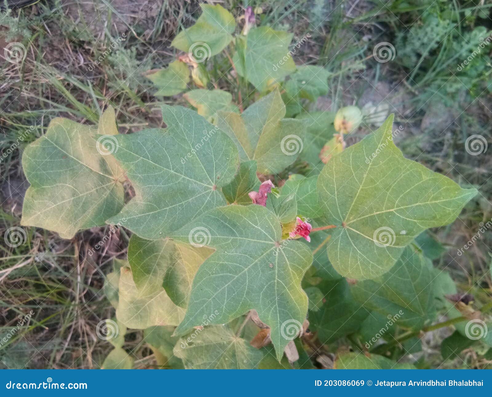 Cotton Leaves and Background Stock Image - Image of tree, leaf: 203086069