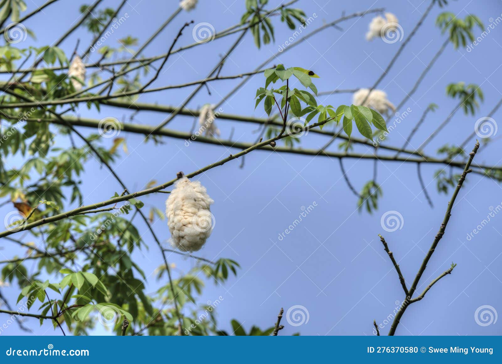 The Cotton-like Fluff Seed Pods Hanging on the Cotton Tree Branches ...