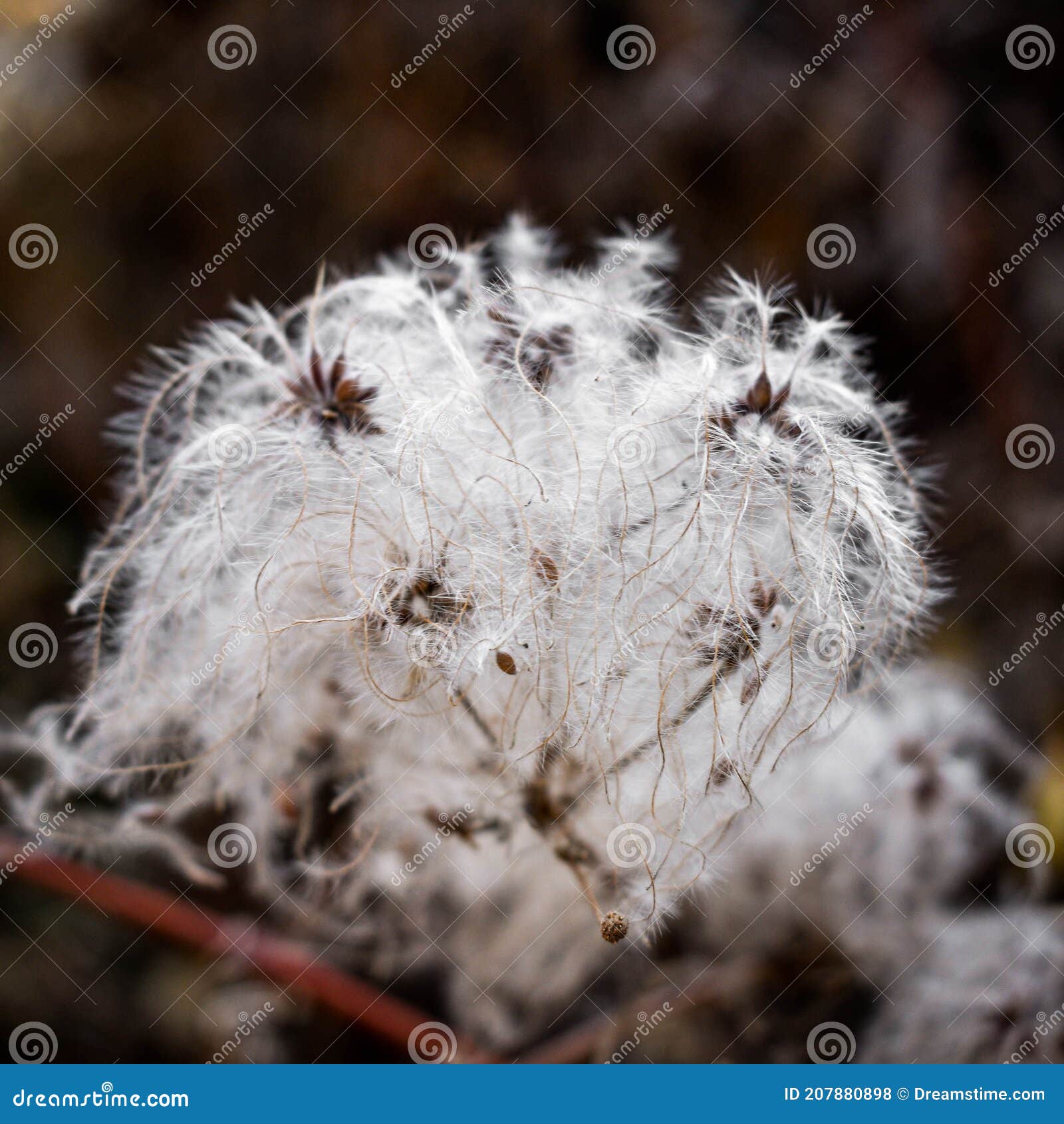 Cotton looking plant stock photo. Image of twig, thorns - 207880898