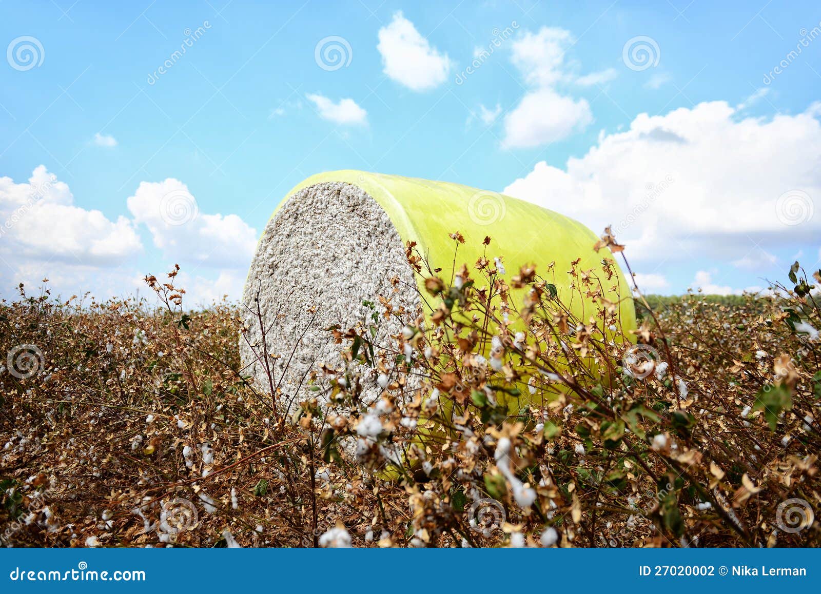 Cotton module stock photo. Image of growth, outdoors - 27020002