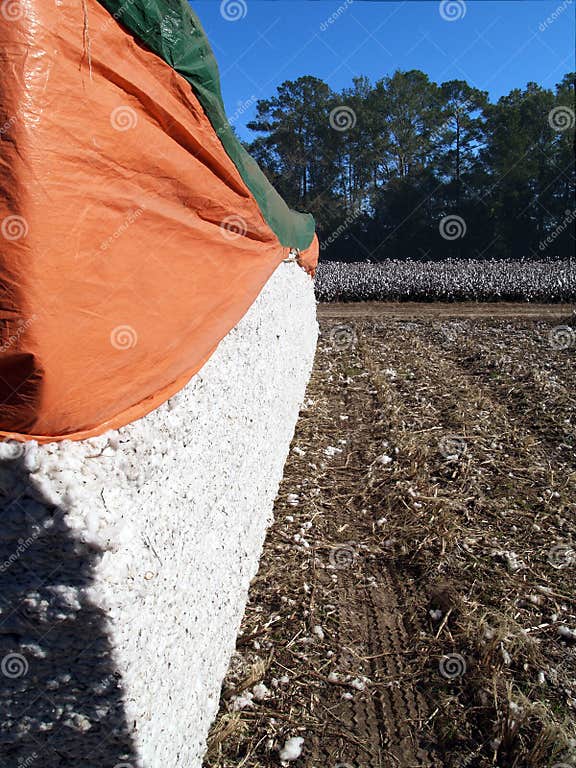 Cotton Module stock photo. Image of flower, cotton, module - 7957280