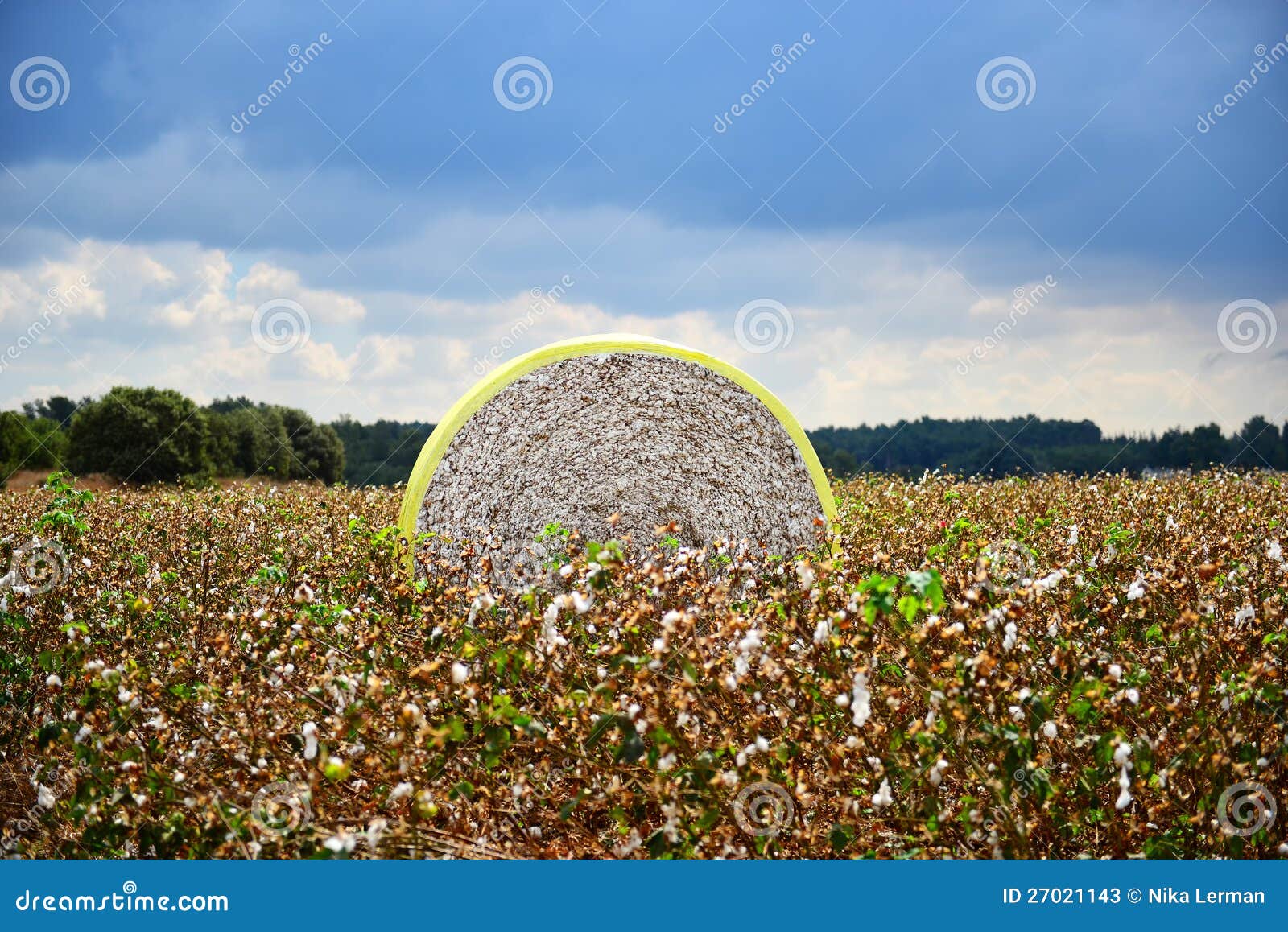 Cotton module in a field stock image. Image of clouds - 27021143
