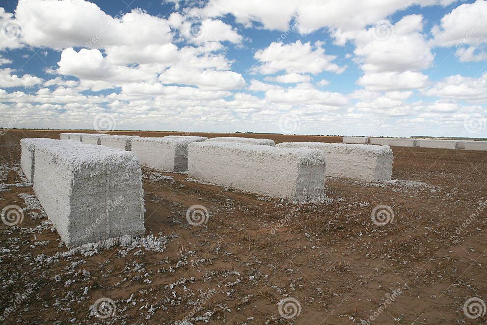 Cotton modules stock photo. Image of field, land, farmland - 16709652