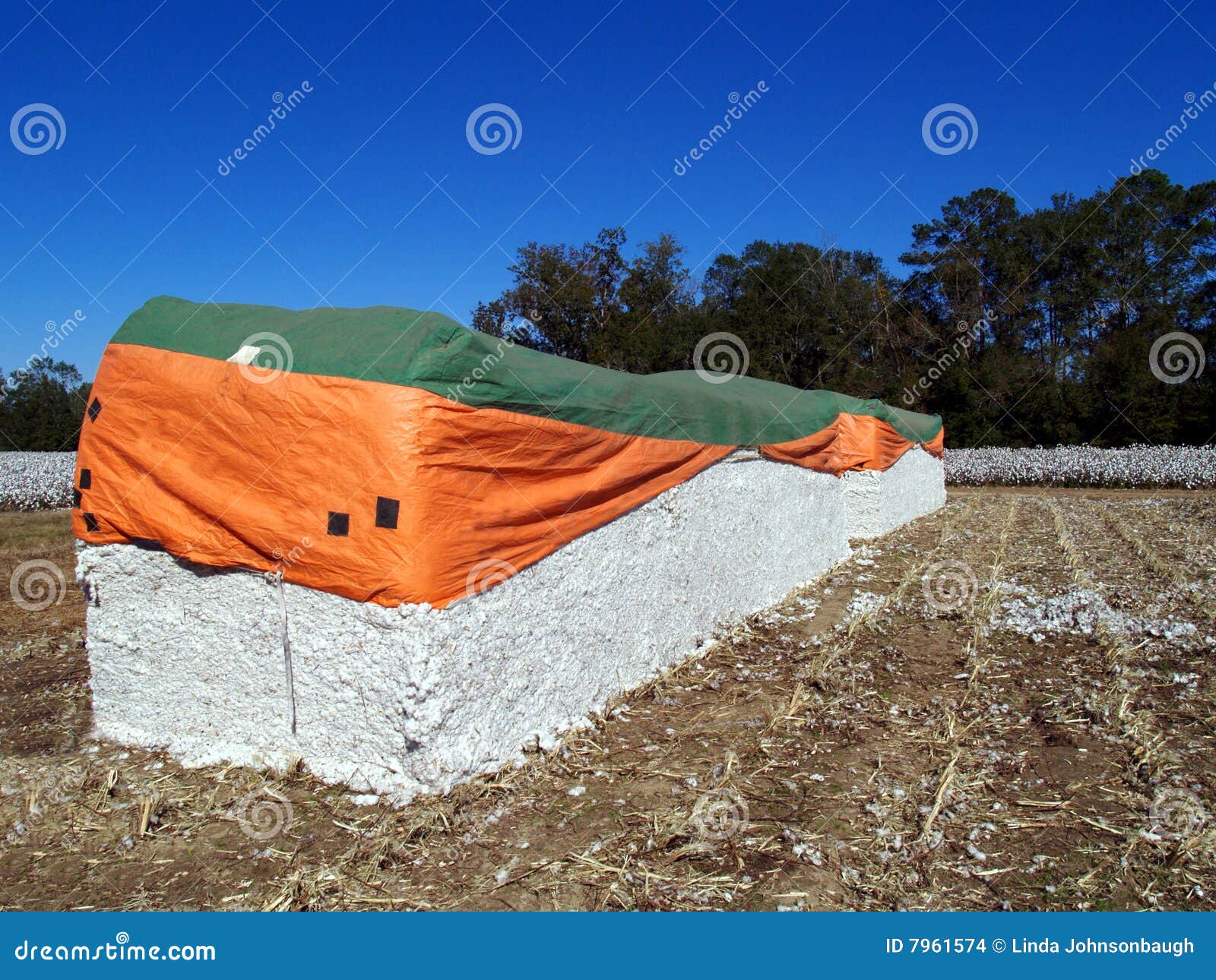 Cotton Modules stock photo. Image of crop, south, field - 7961574