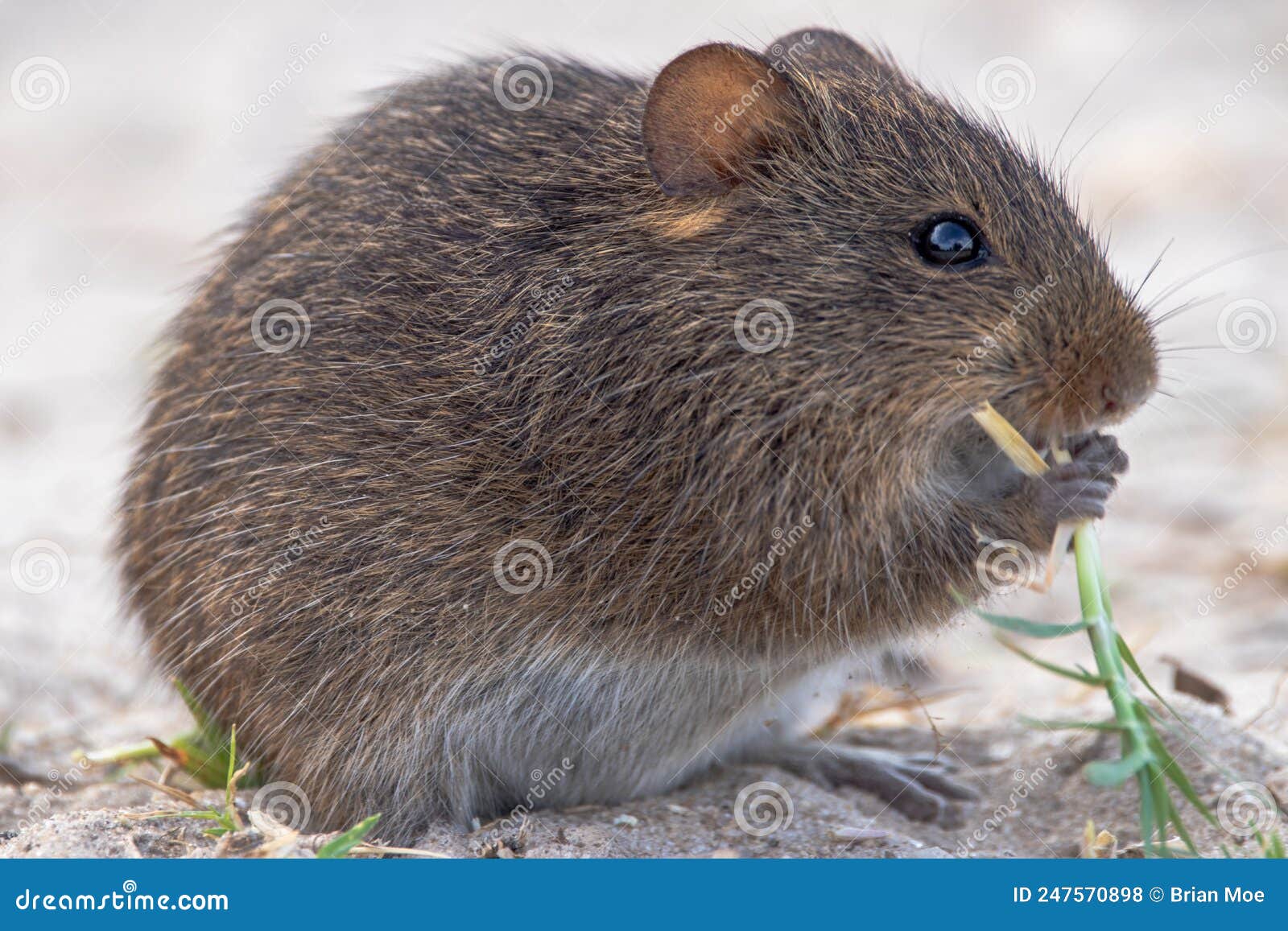 Cotton mouse eating stock photo. Image of cotton, marsh - 247570898