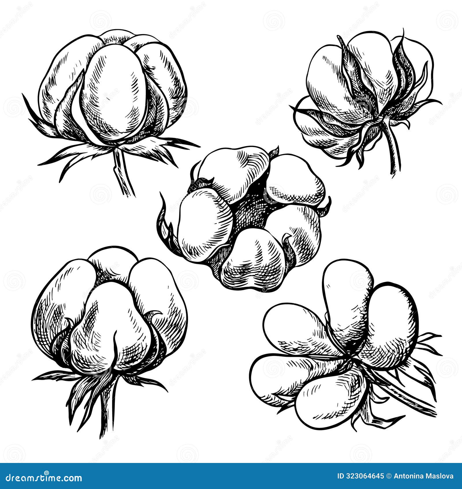 The Cotton is Organic. a Set of Black and White, Detailed, Graphic ...