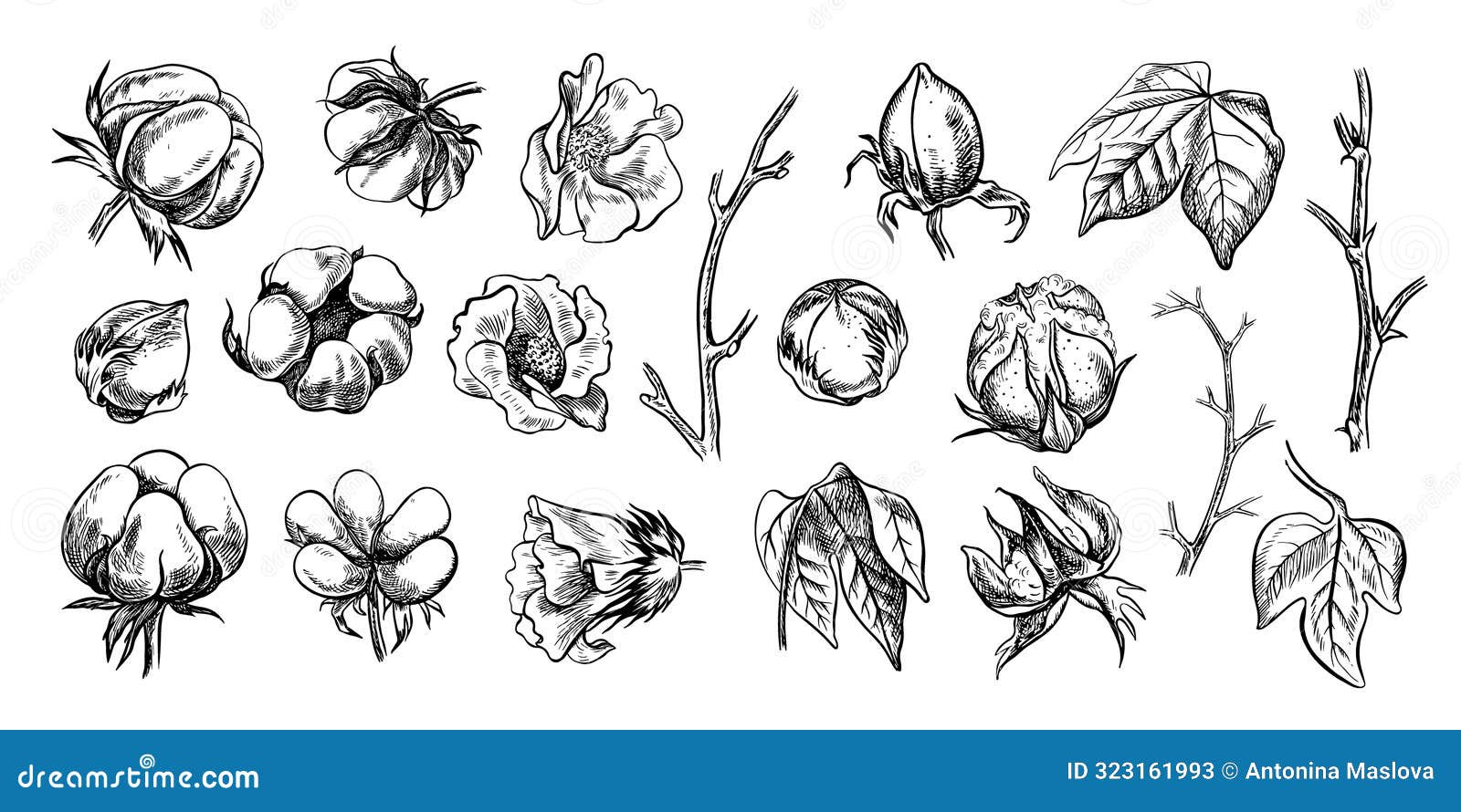 The Cotton is Organic. a Set of Black and White, Detailed, Graphic ...