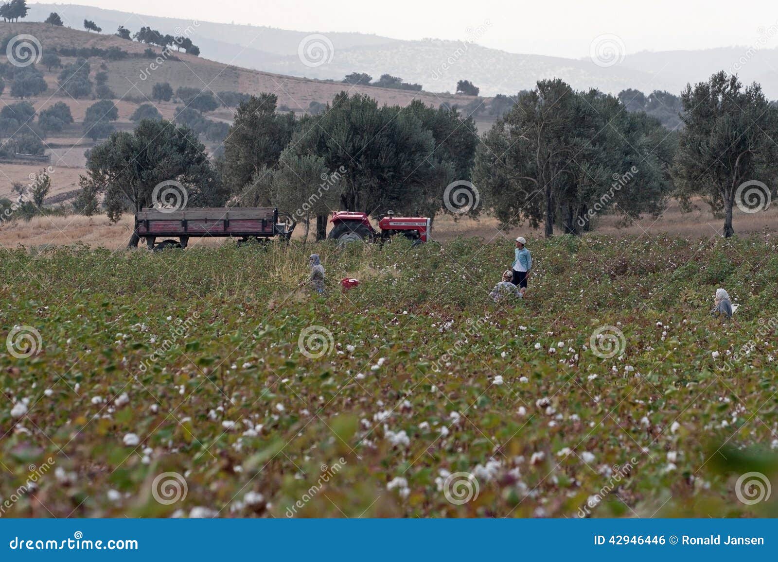 Cotton Picker at Work in Turkey Editorial Photo - Image of picker ...