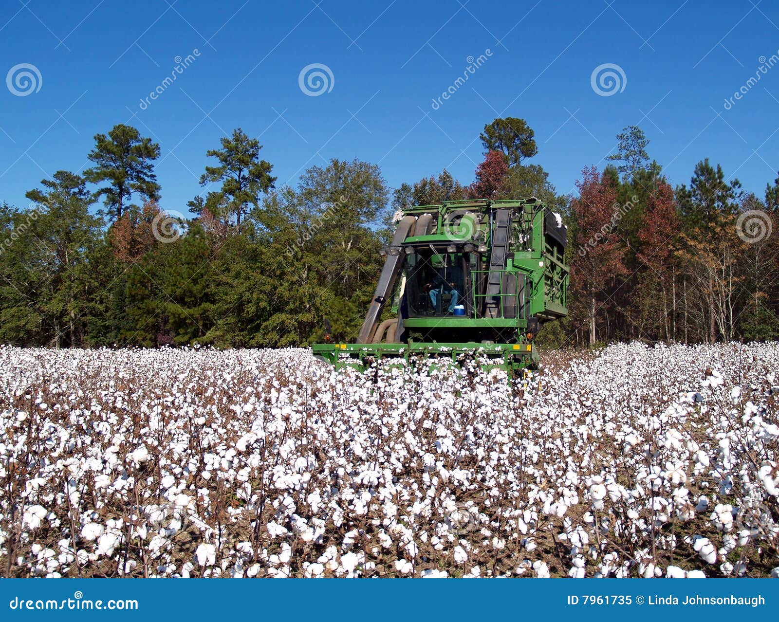 Cotton Picking stock image. Image of ball, agricultural - 7961735