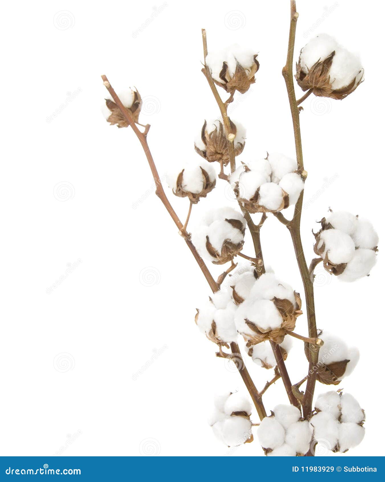 Cotton plant stock image. Image of cotton, close, closeup - 11983929