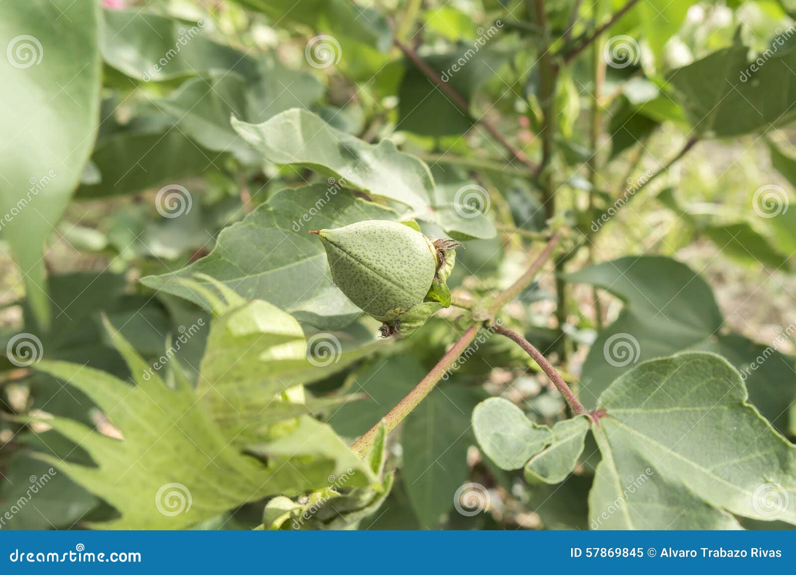 Plant Buds With Poop Of Cat On Soil Royalty-Free Stock Photo ...