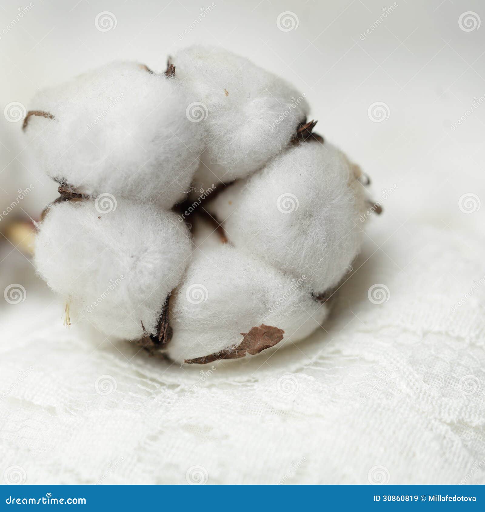 Cotton Plant - Flower, Macro Stock Image - Image of background, closeup ...
