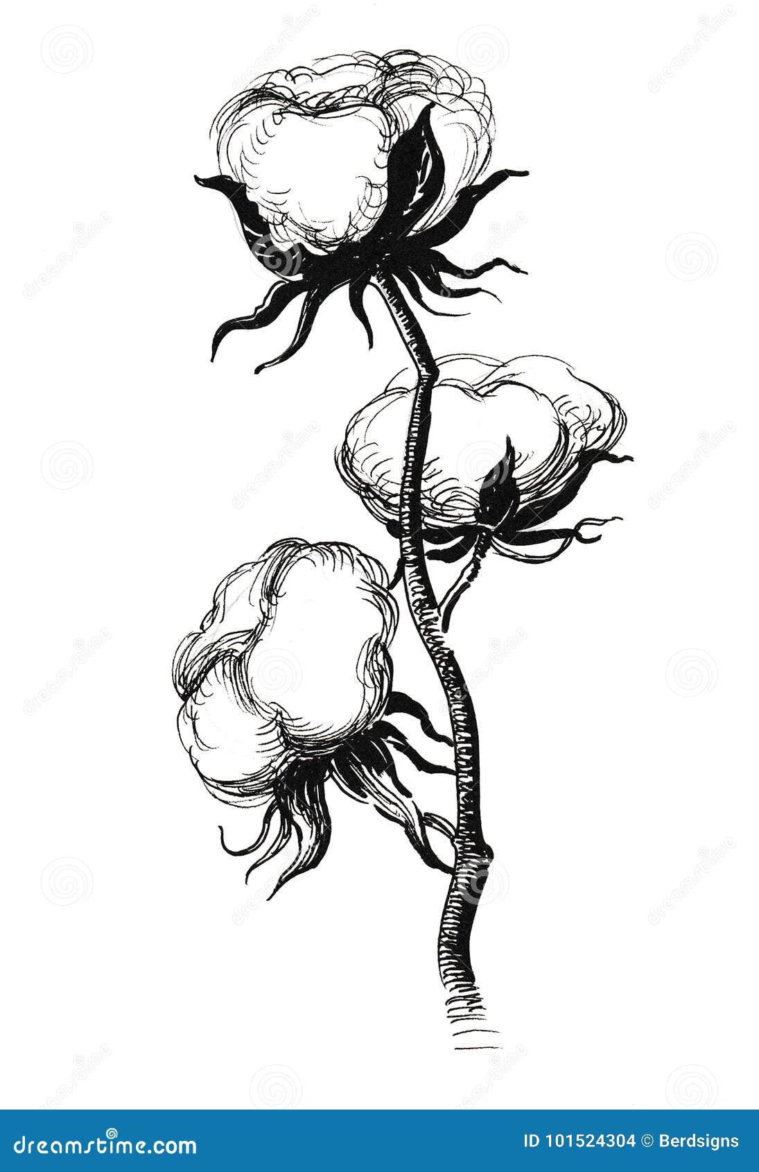 Cotton plant stock illustration. Illustration of sketch - 101524304