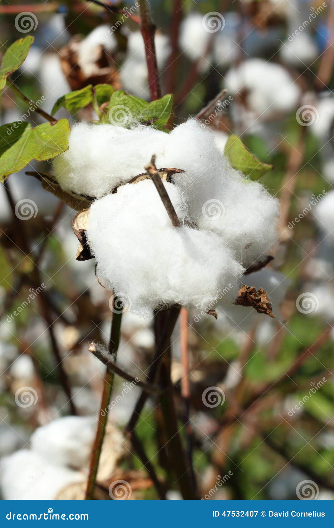 Cotton plant stock image. Image of ball, cotton, soft - 47532407