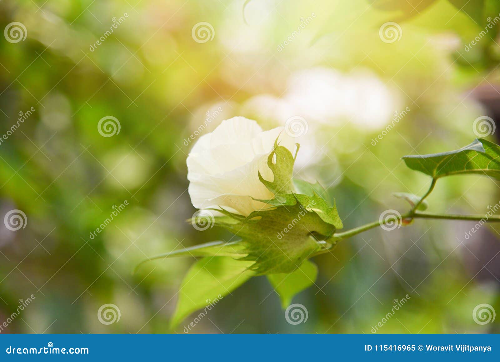 Cotton Plant - Cotton Tree Flower Stock Image - Image of nature, crop ...