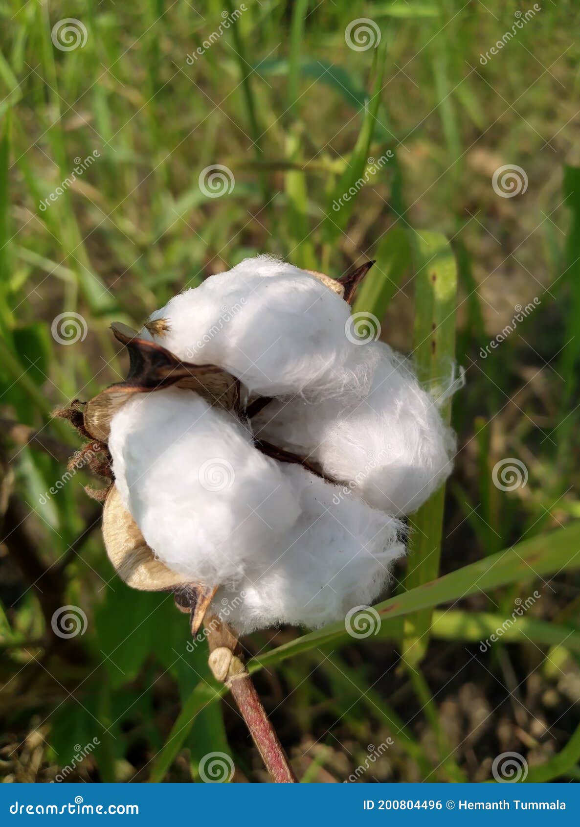 Cotton Plant stock photo. Image of wildlife, petal, meadow - 200804496
