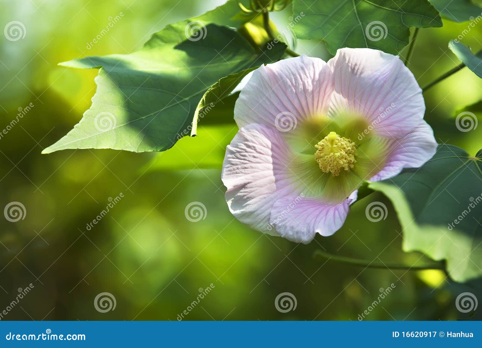 Cotton rose stock image. Image of china, longjing, plant - 16620917