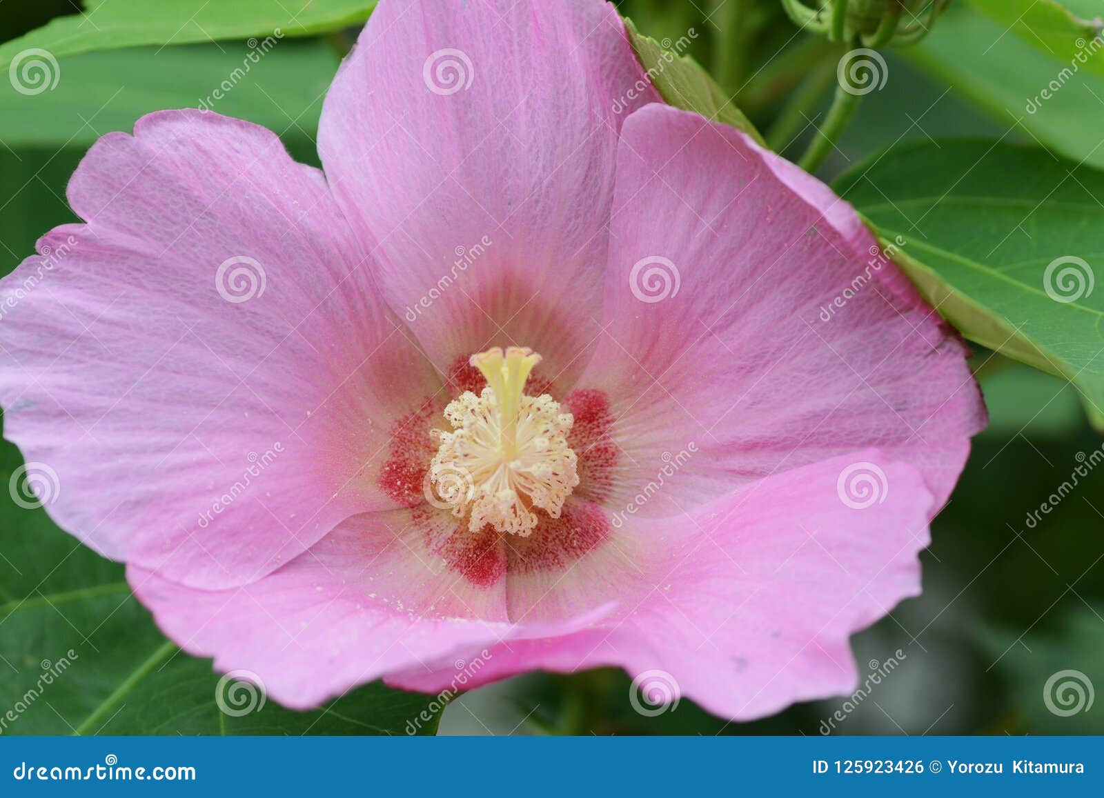 Cotton rose flowers stock photo. Image of flowers, flora - 125923426