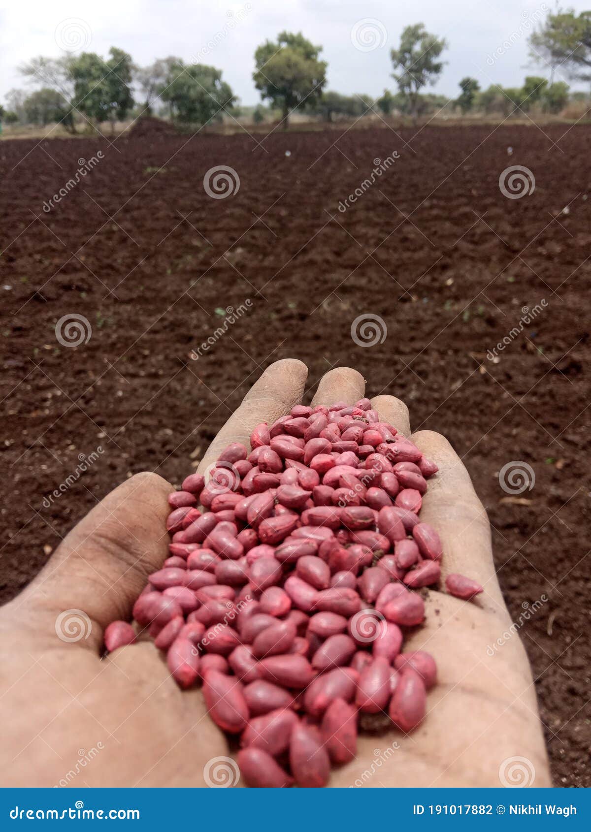 Cotton Seed Pods Stock Photography | CartoonDealer.com #16153226