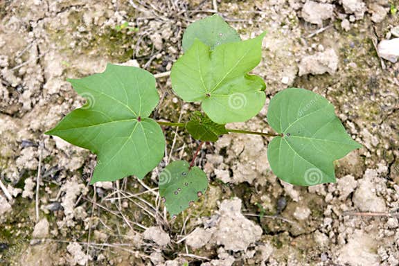 Cotton seedling stock photo. Image of outdoors, close - 14803012