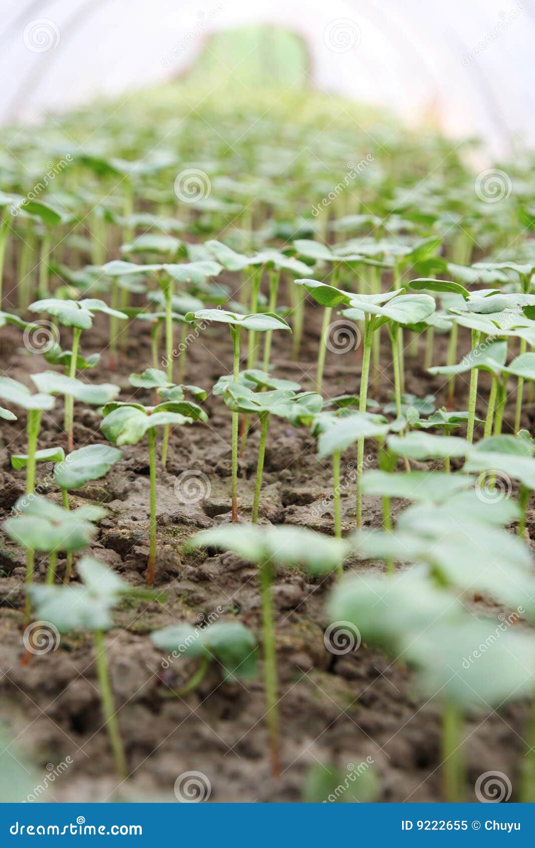 Cotton seedlings stock image. Image of growth, planting - 9222655